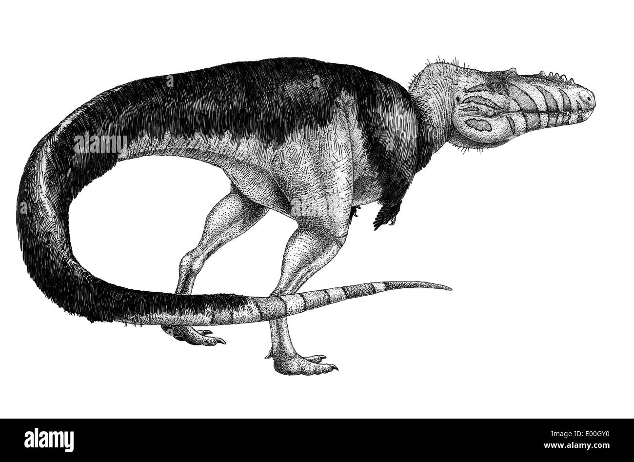 Tyrannosaurid theropod hi-res stock photography and images - Alamy
