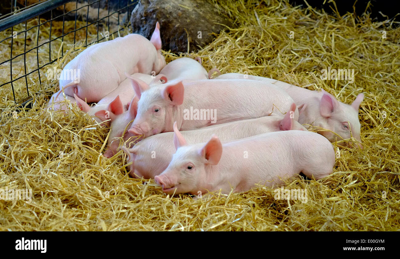 Piglets in a barn laying in hay White Post Farm Nottinghamshire England ...