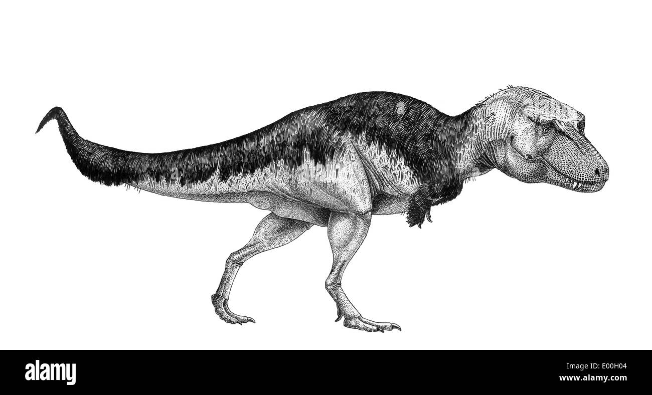 Black ink drawing of Lythronax argestes Stock Photo - Alamy