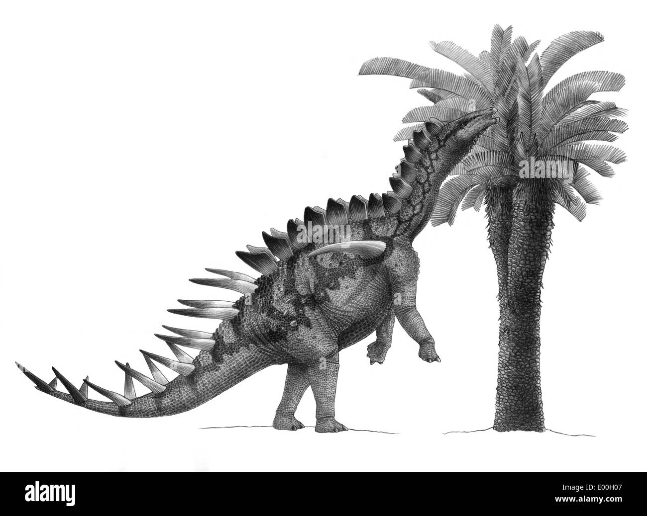 Cycad trees hi-res stock photography and images - Alamy