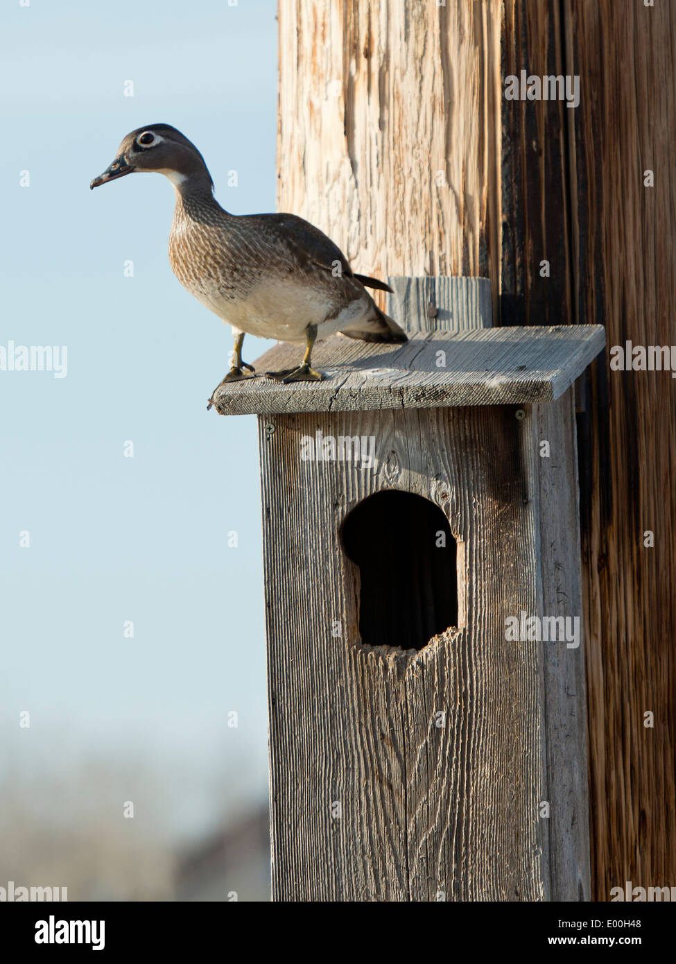 Nesting Wood Duck Stock Photo - Alamy
