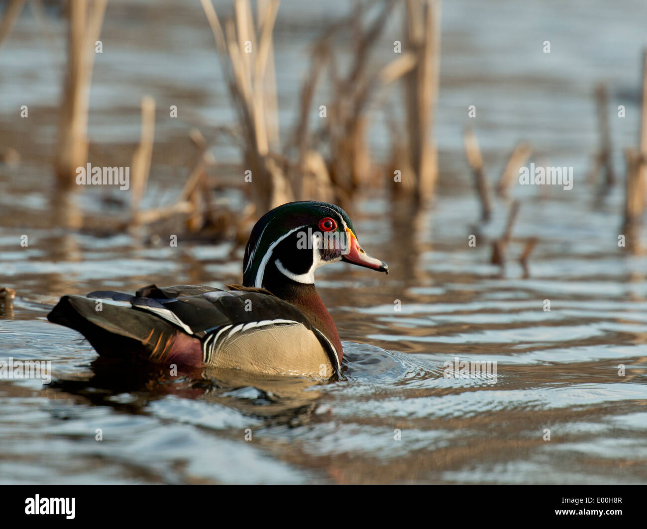 Drake Wood Duck Stock Photo - Alamy