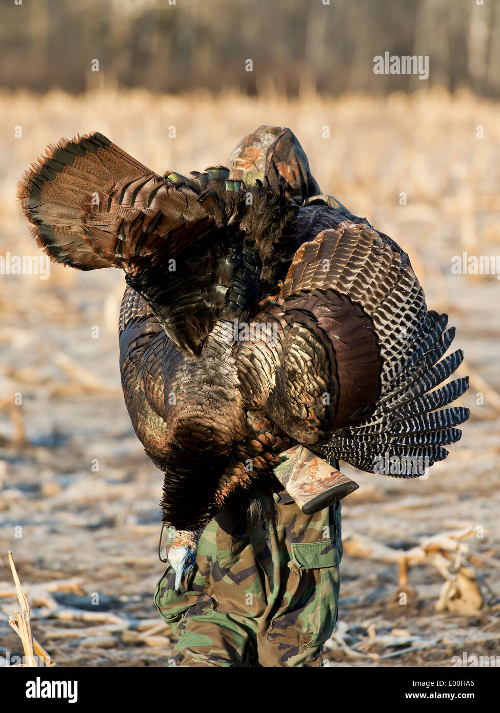 A Young Turkey Hunter Stock Photo - Alamy
