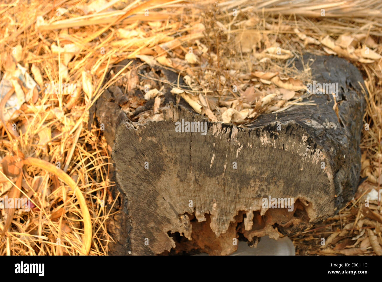 Dried Tree log Stock Photo - Alamy