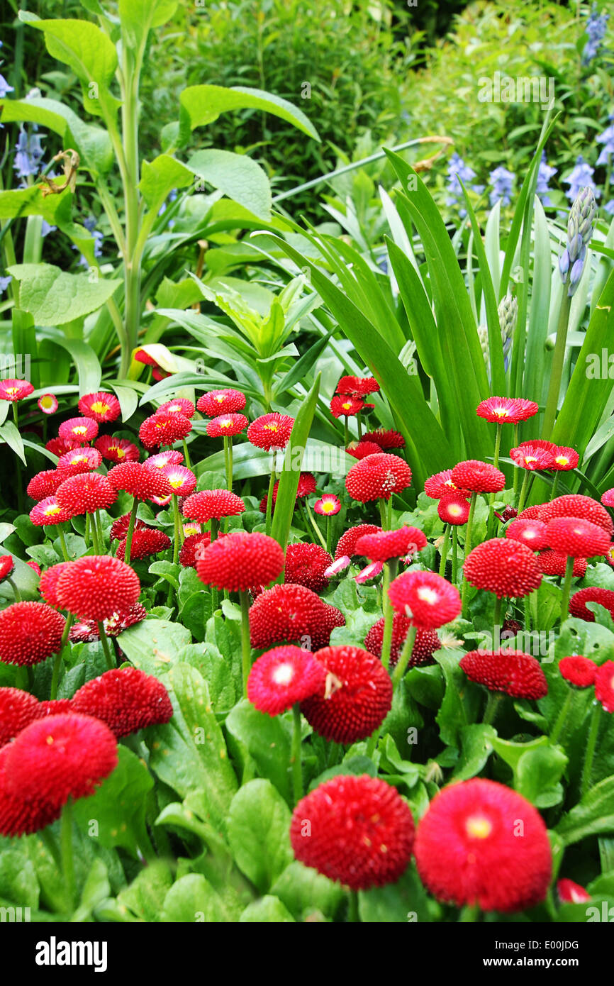 Beautiful red daisies Stock Photo - Alamy