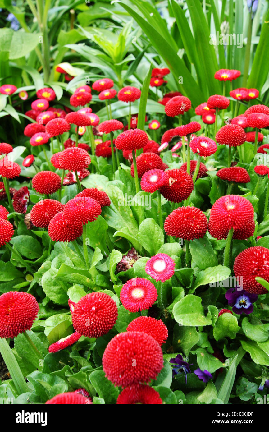 Beautiful red daisies Stock Photo - Alamy