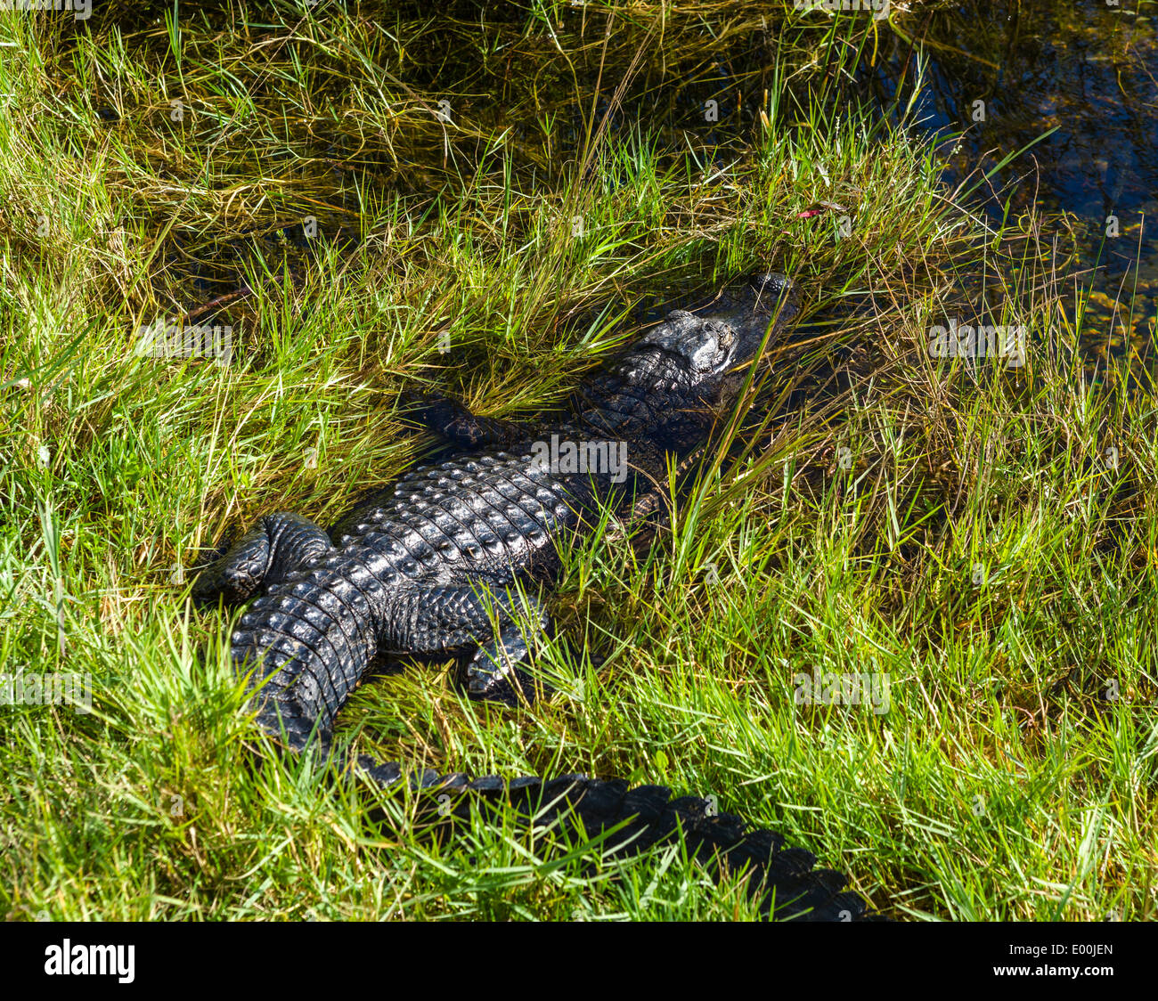 Young American Alligator (Alligator mississippiensis), by side of Shark ...