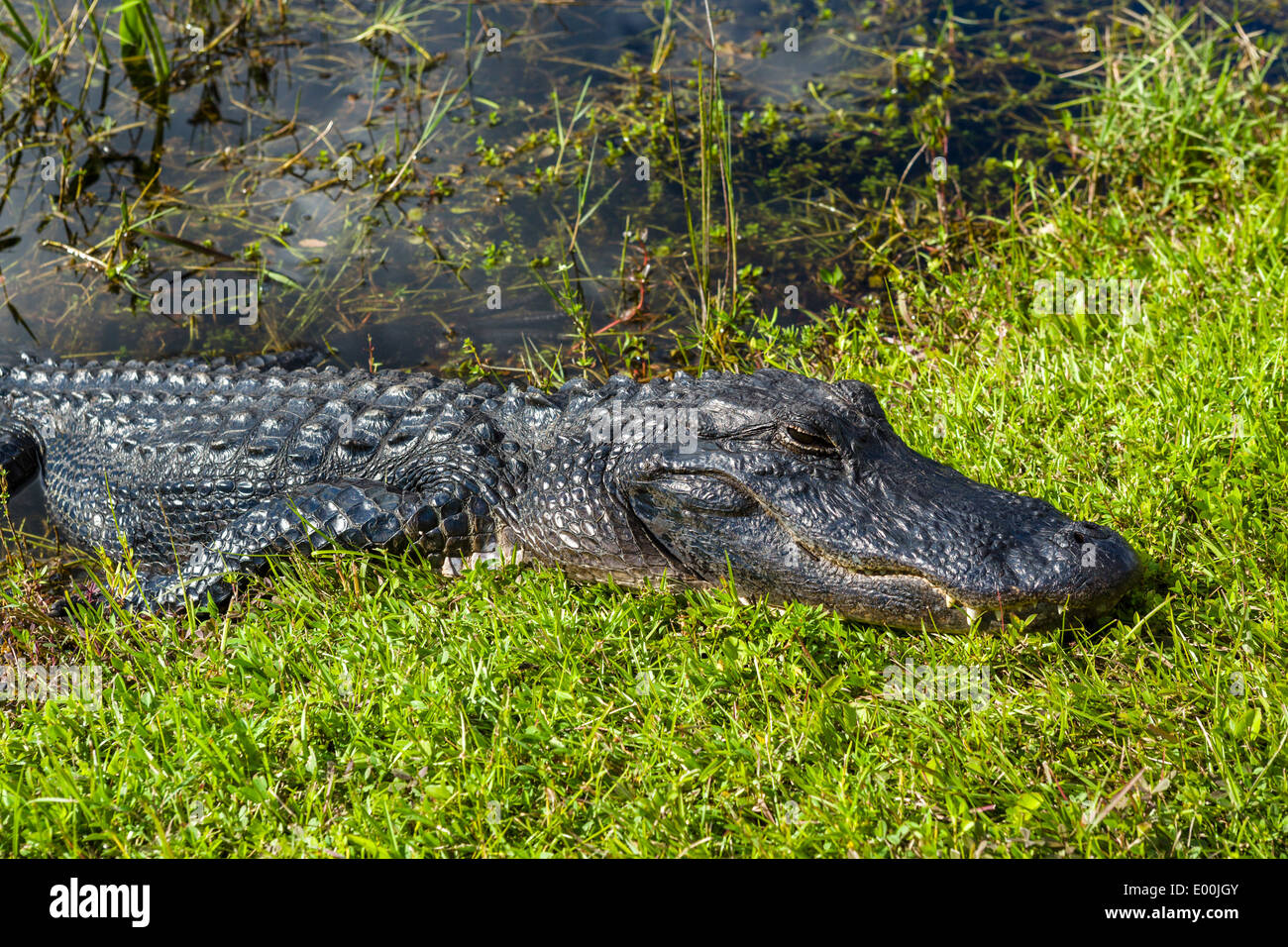Young American Alligator (Alligator mississippiensis), by side of Shark ...