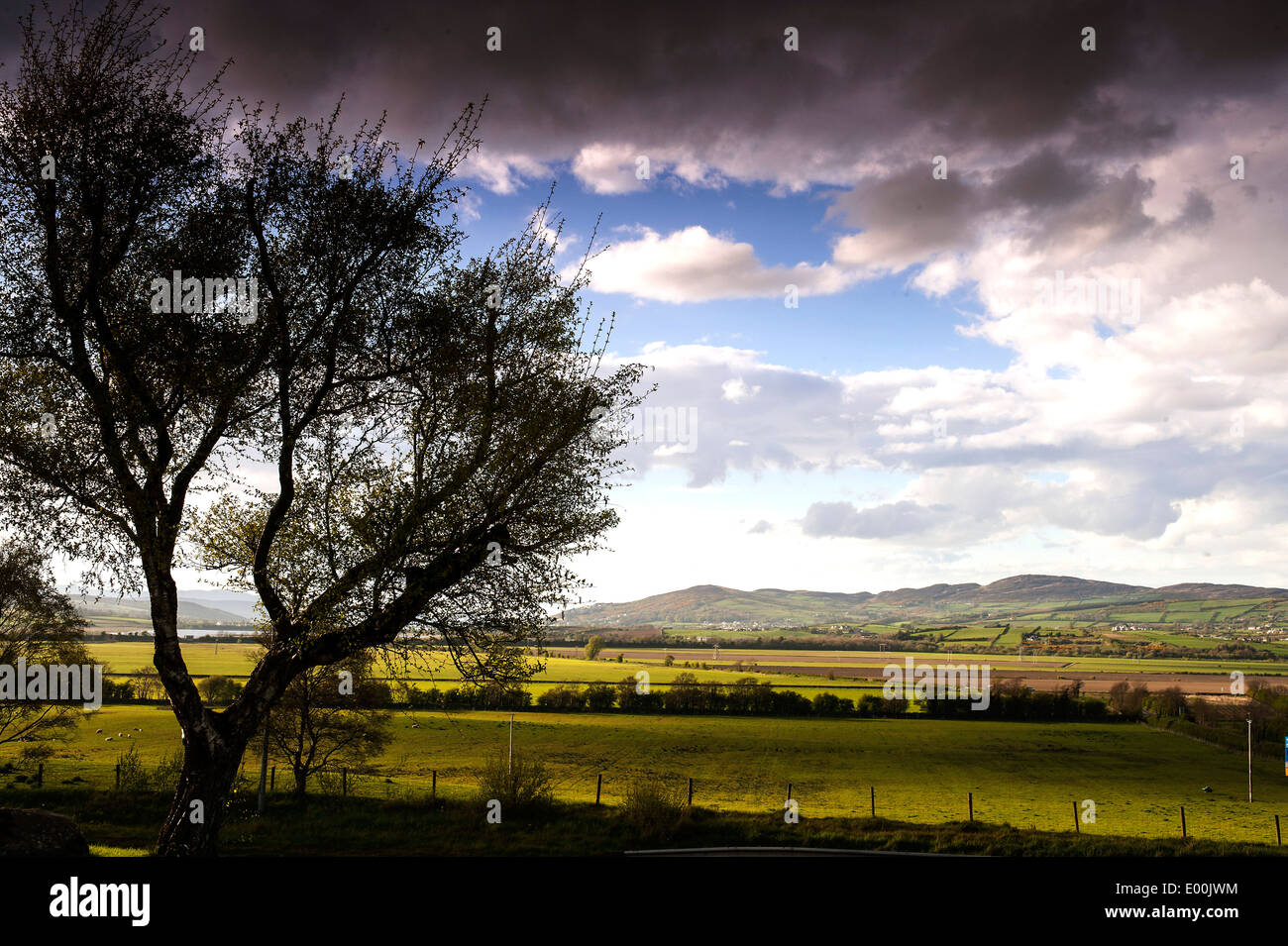 Burt trees hi-res stock photography and images - Alamy