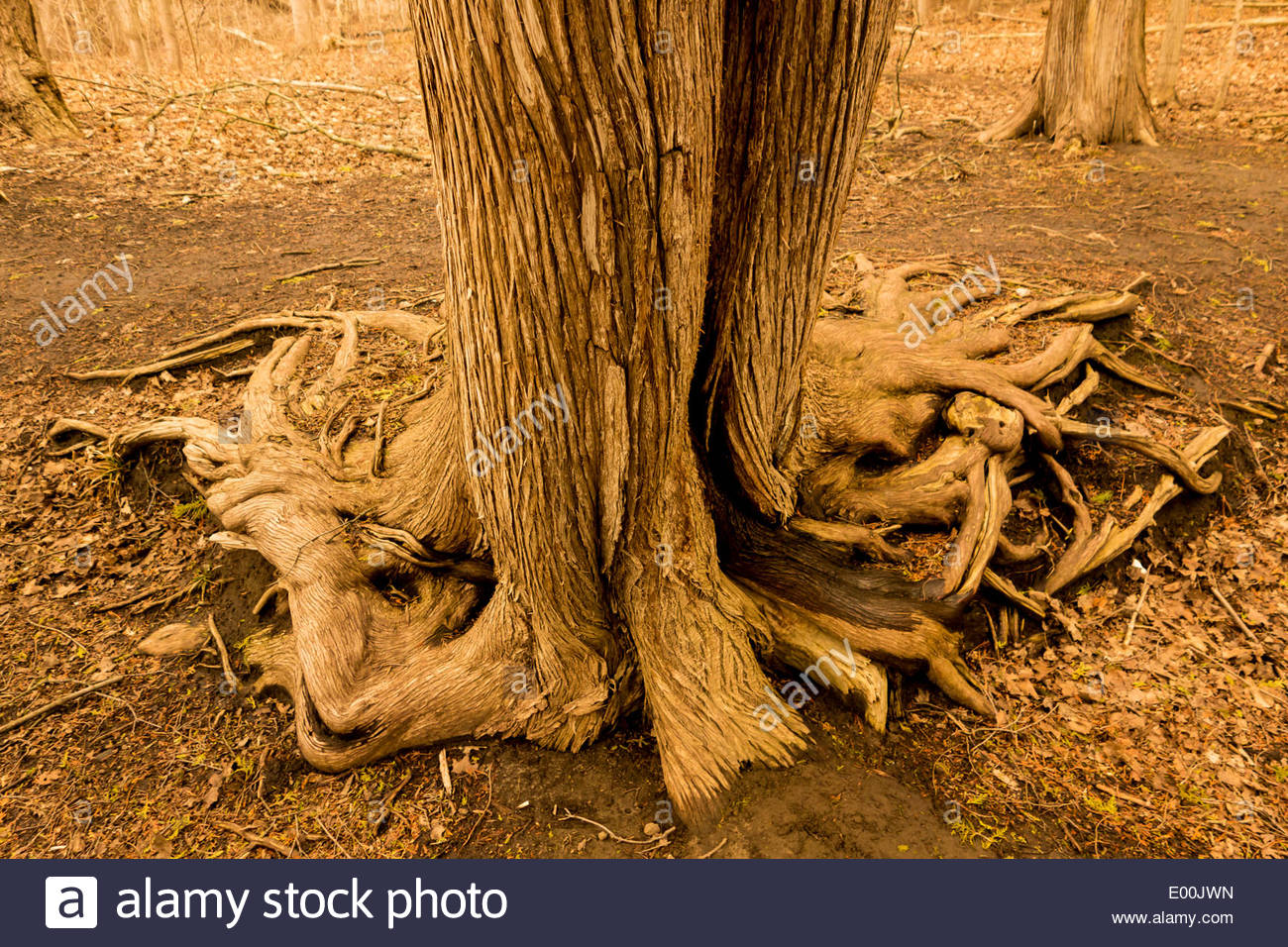 Above Ground Tree Roots High Resolution Stock Photography and Images ...
