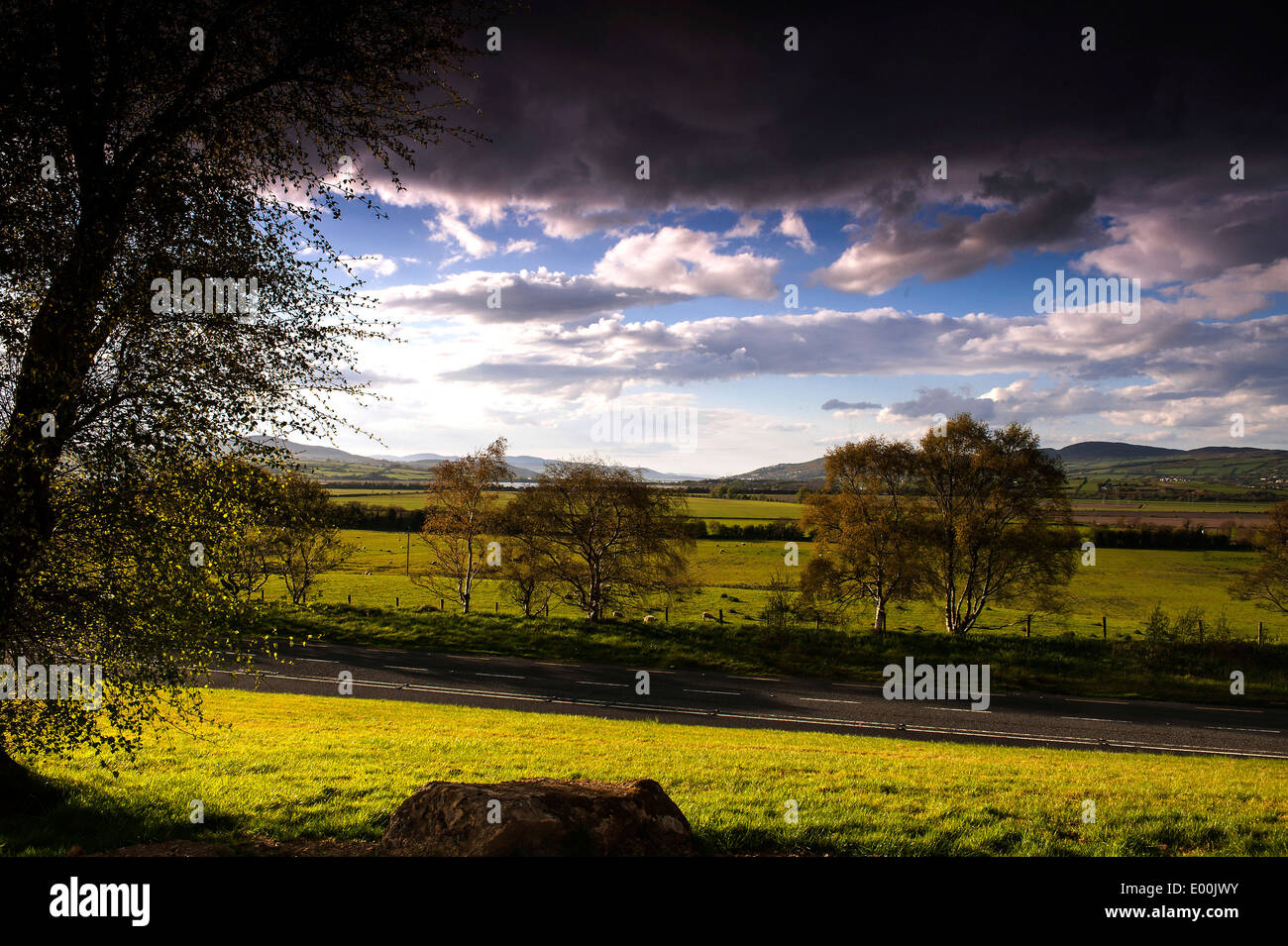 Burt trees hi-res stock photography and images - Alamy