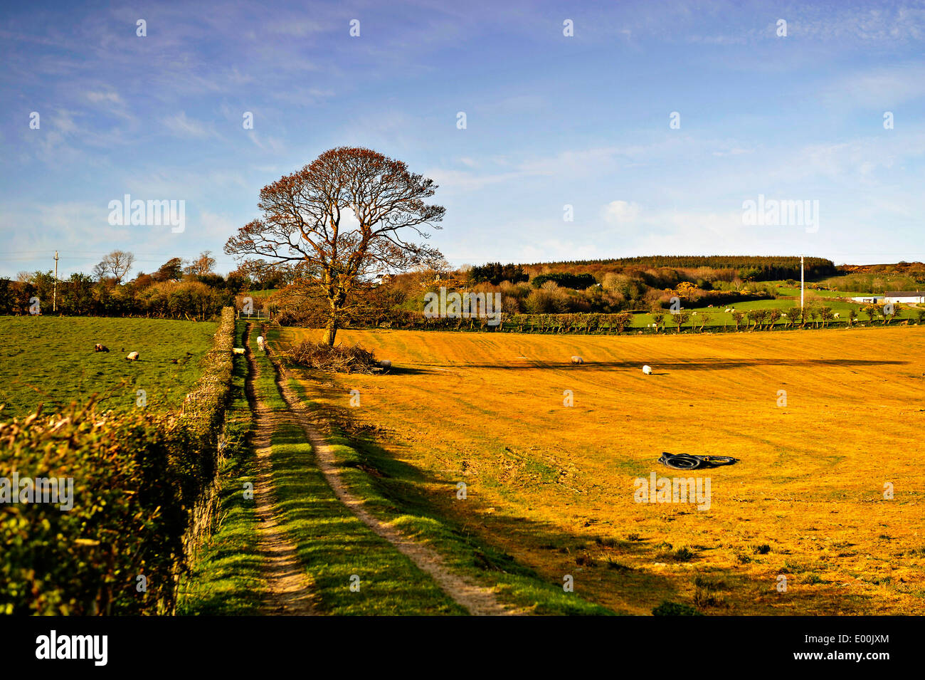Ash ( Fraxinus) tree and dirt track on farm land, Fahan, County Donegal ...