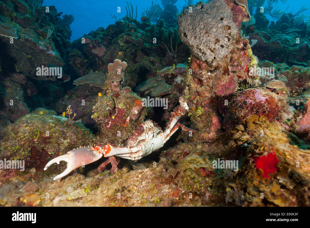 Channel Clinging Crab (Mithrax spinosissimus) on a tropical coral reef ...