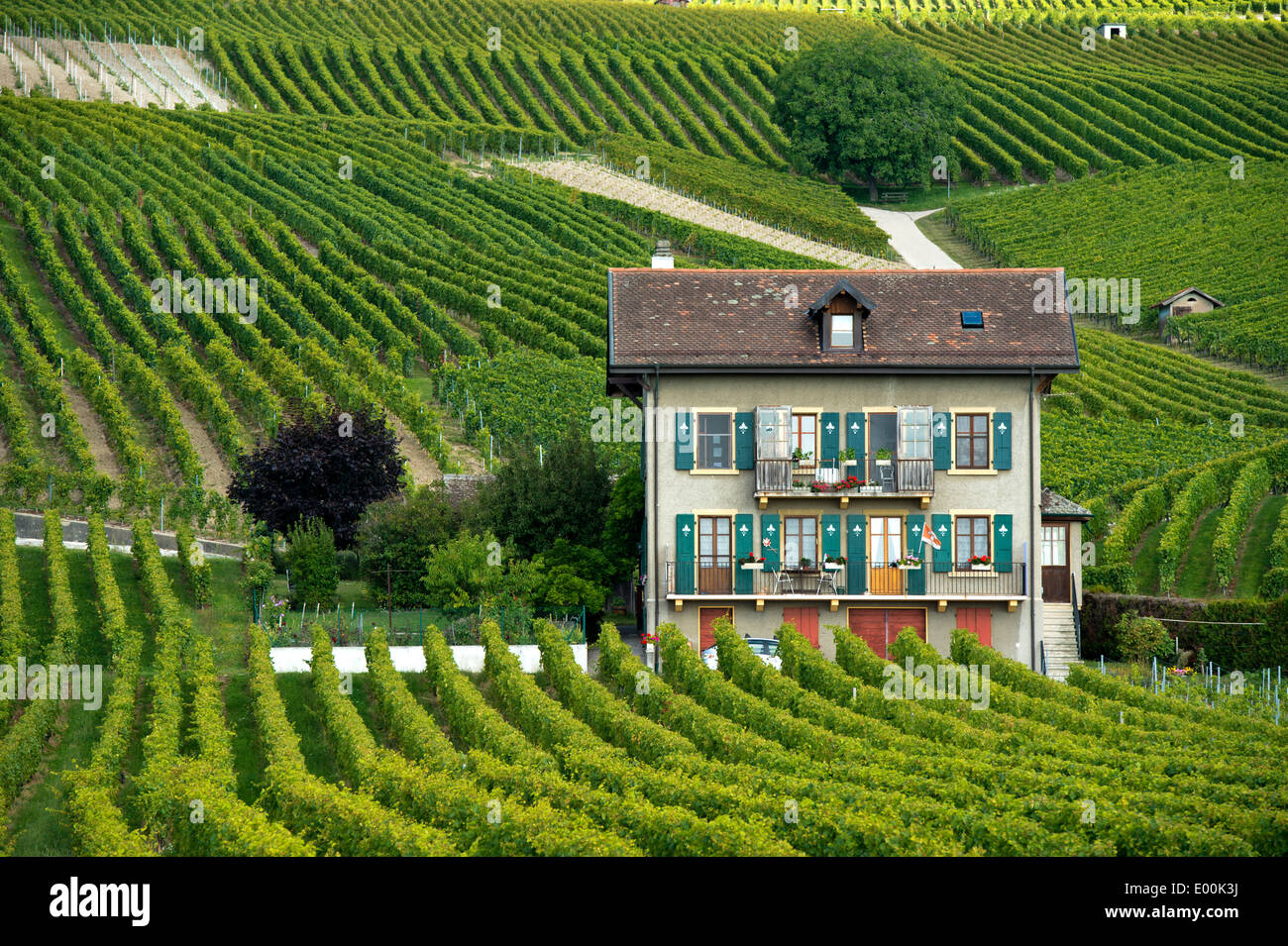 Vineyard and villa hi-res stock photography and images - Alamy