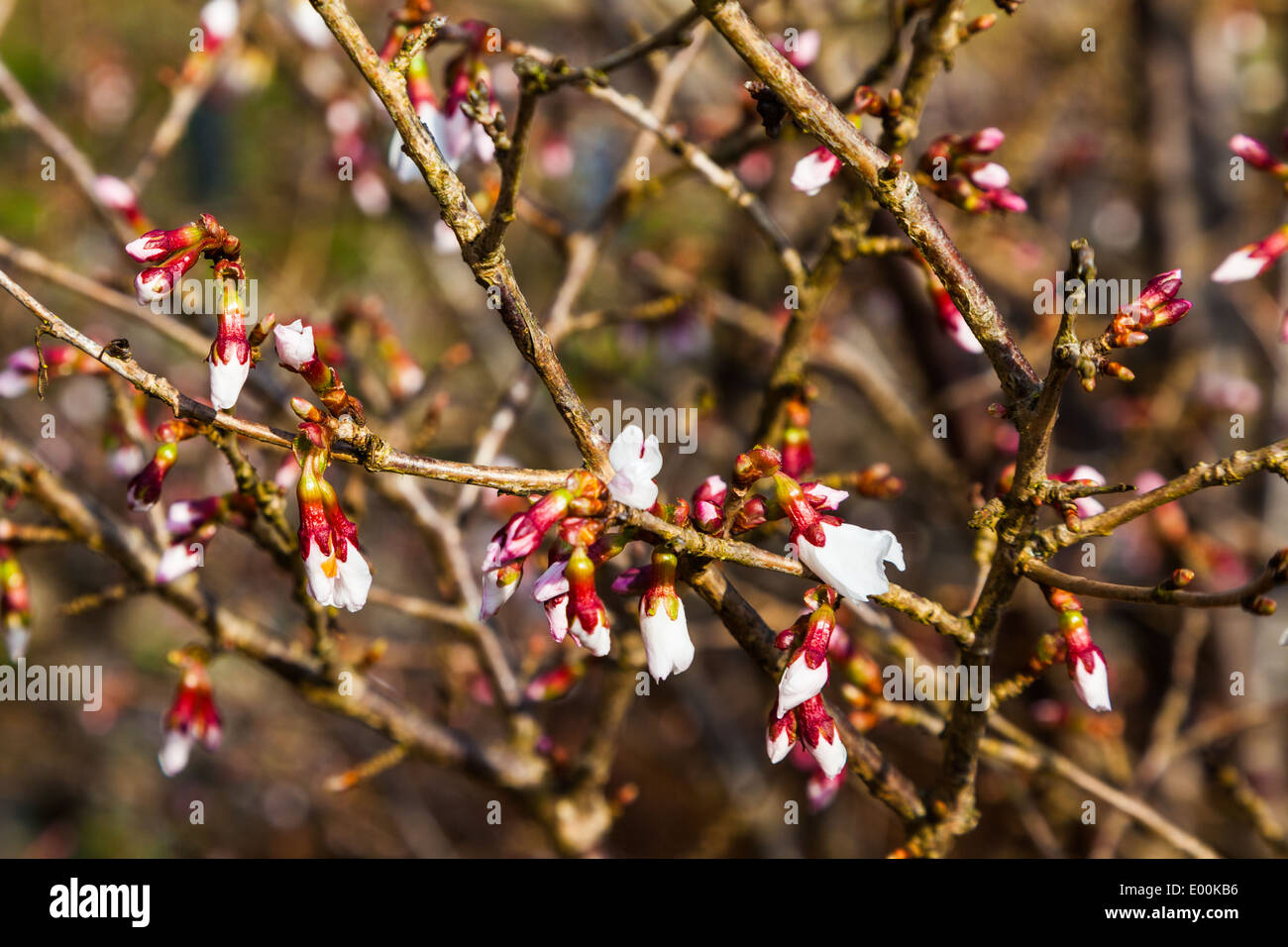 Blooms first season hi-res stock photography and images - Alamy