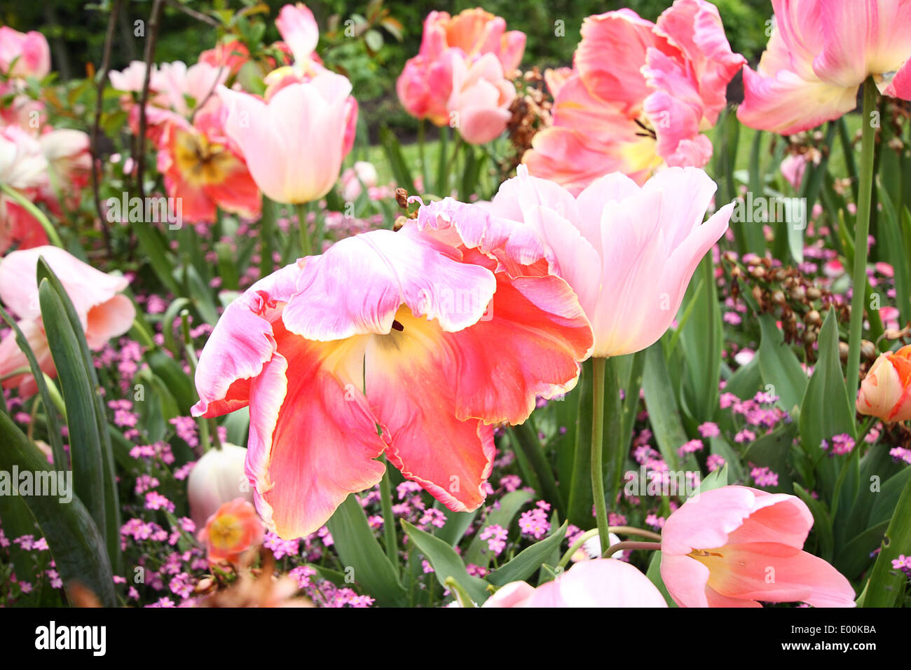 Spring tulips in St Regents Park, London, England Stock Photo - Alamy