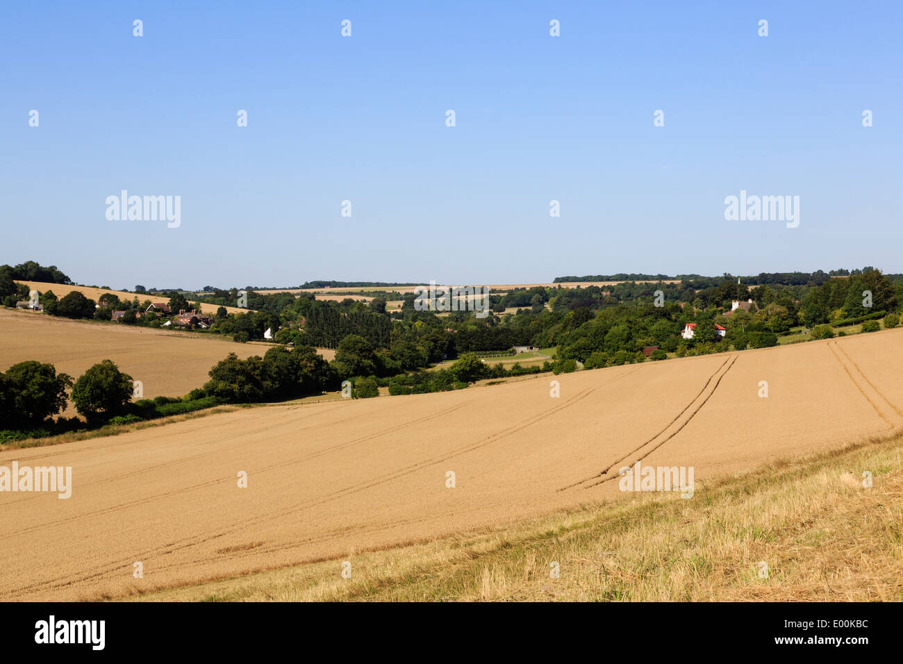 View Breach Down in North Downs with ripe cereal crops ready to harvest ...