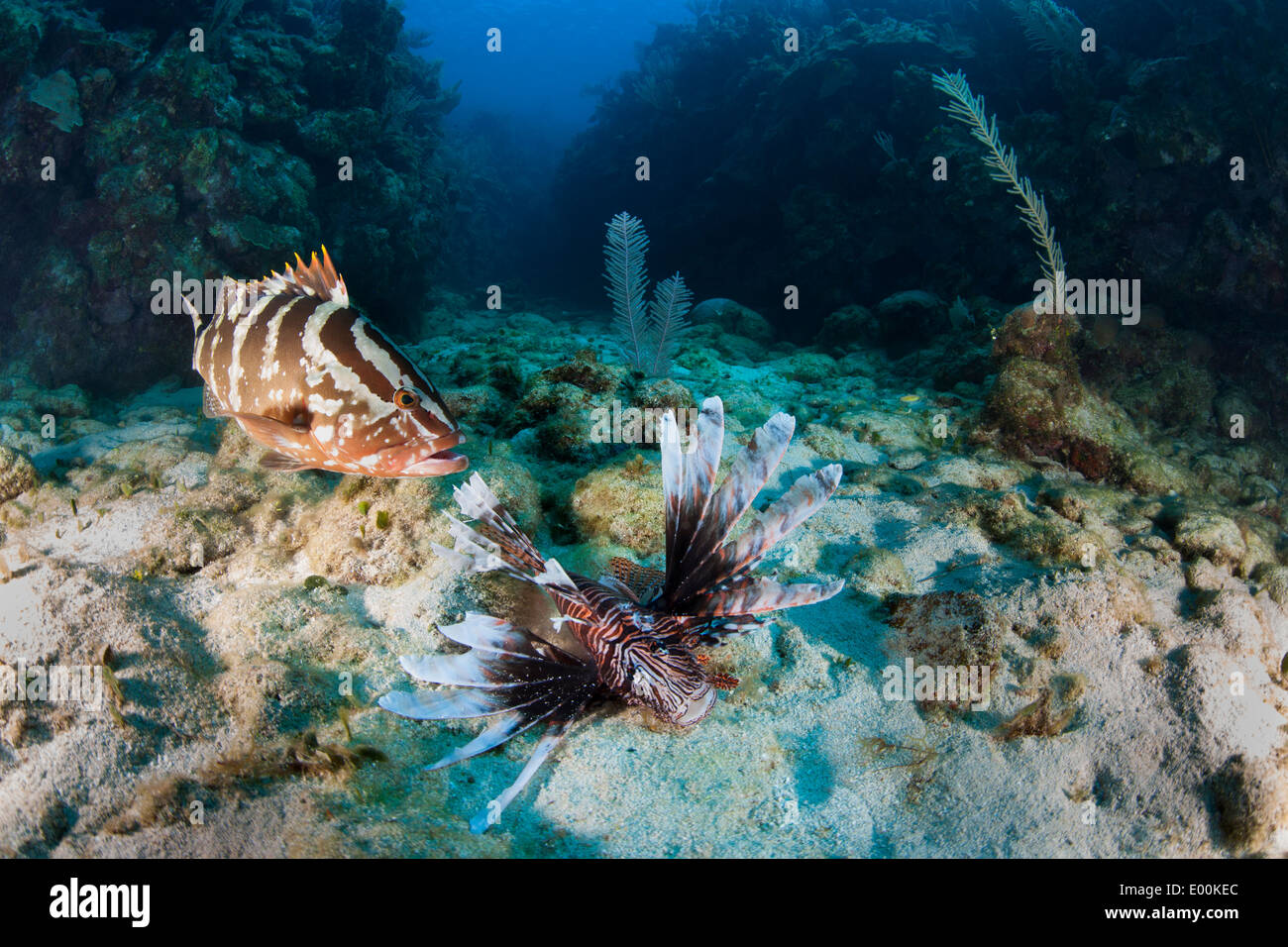 Nassau Grouper (Epinephelus striatus) eating a freshly speared and dead ...