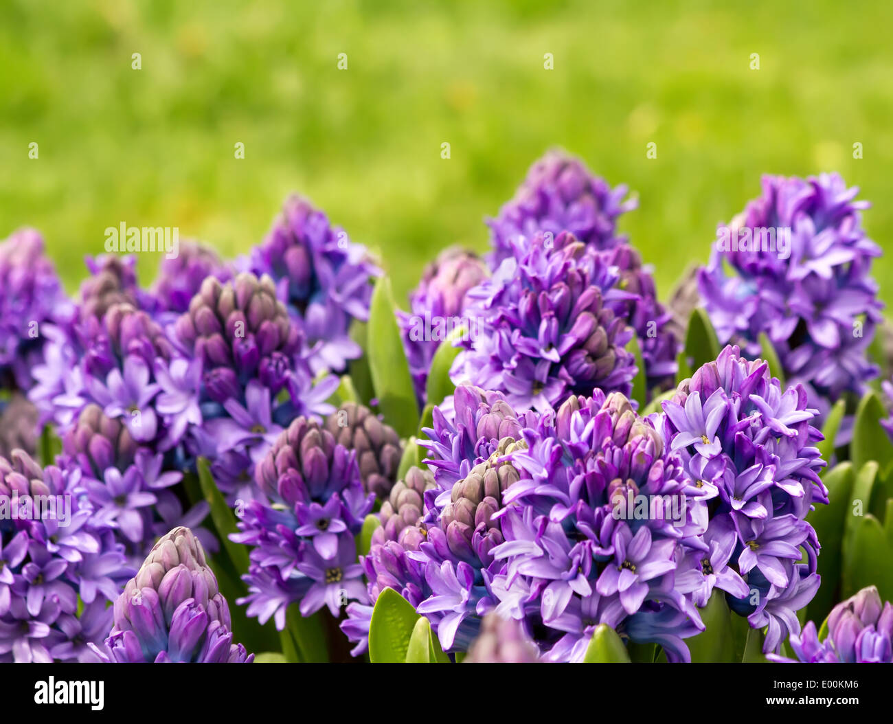 A Garden Of Purple Hyacinth As Closeup Stock Photo - Alamy