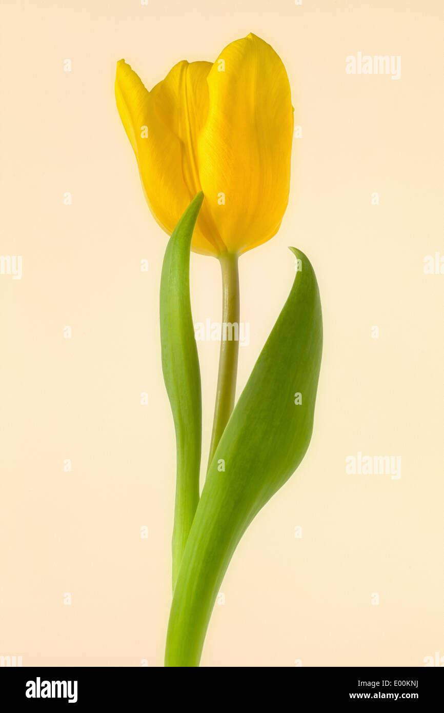 Single Yellow Tulip on plain background leaf pointing to flower head ...