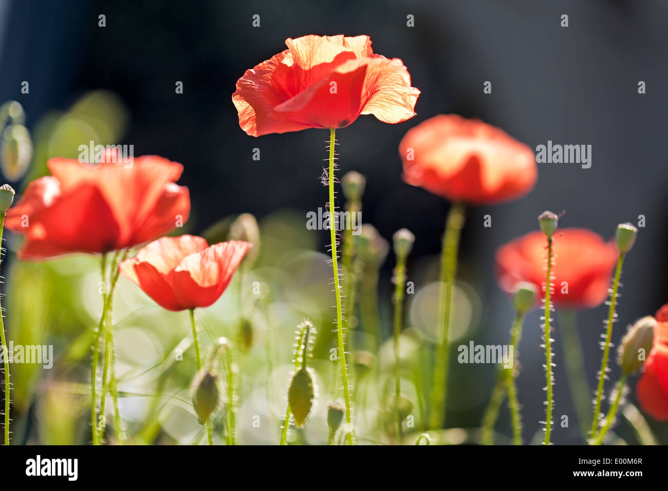 Poppies poppy flower fields hi-res stock photography and images - Alamy