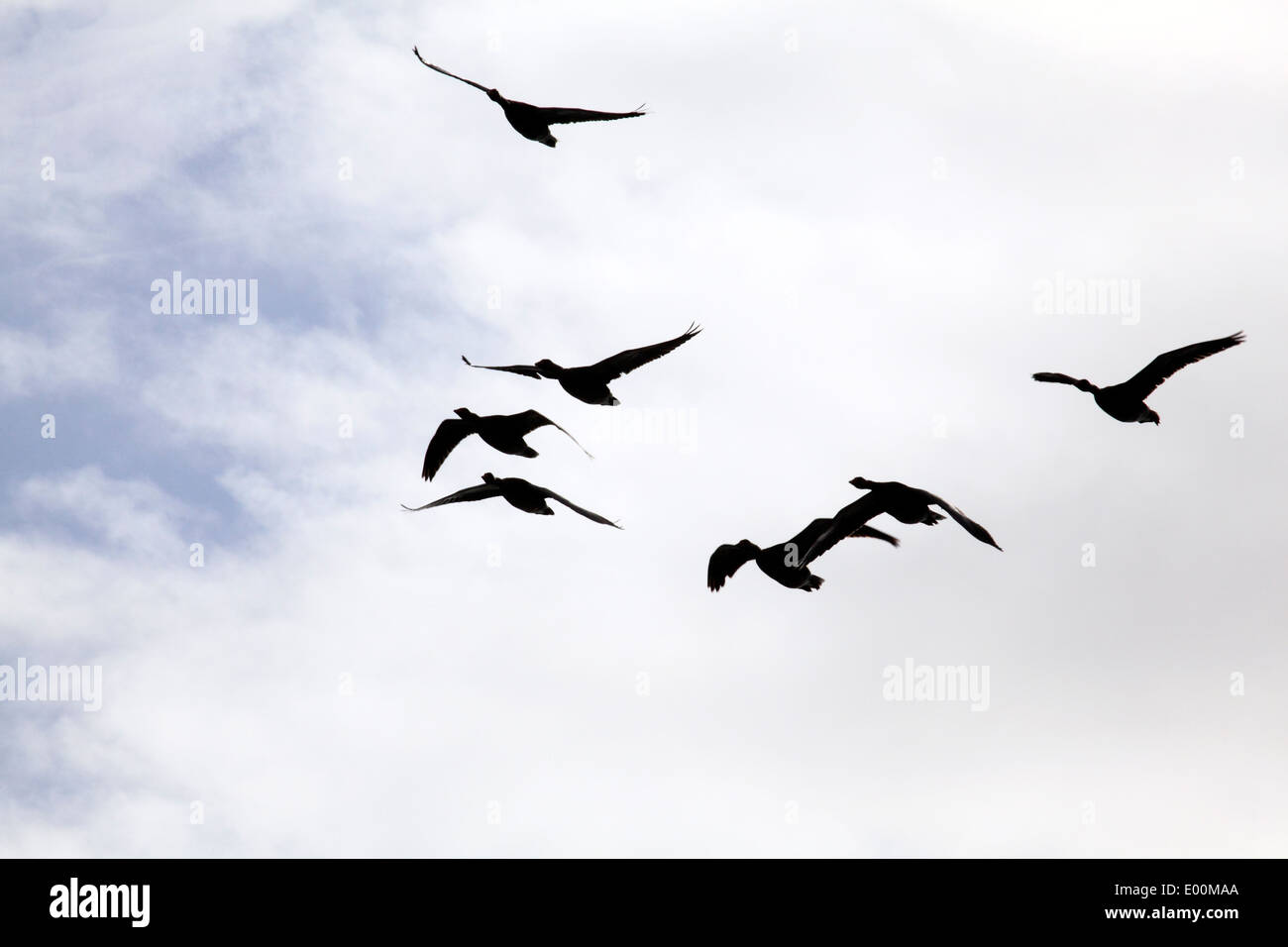 Seven bird hi-res stock photography and images - Alamy