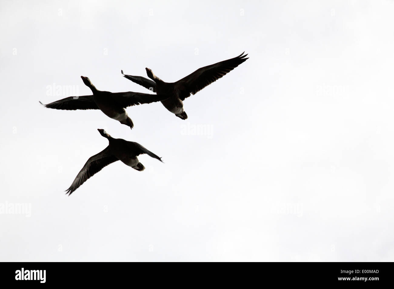 Three Flying Geese Stock Photo - Alamy