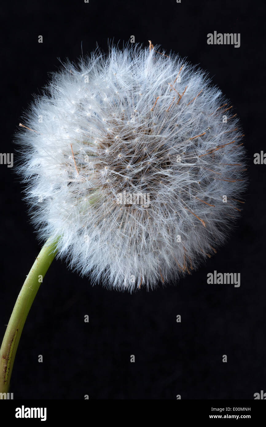 Dandelion clock against a black background Stock Photo - Alamy