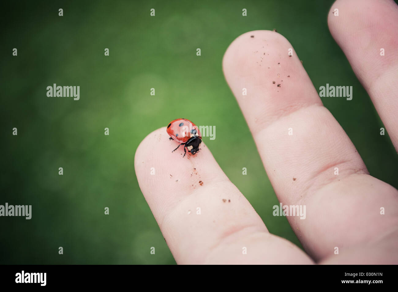 Ladybug on Child's Hand Stock Photo - Alamy