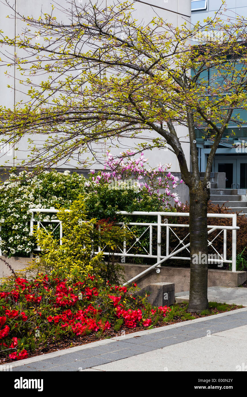 Ubc campus vancouver campus hi-res stock photography and images - Alamy