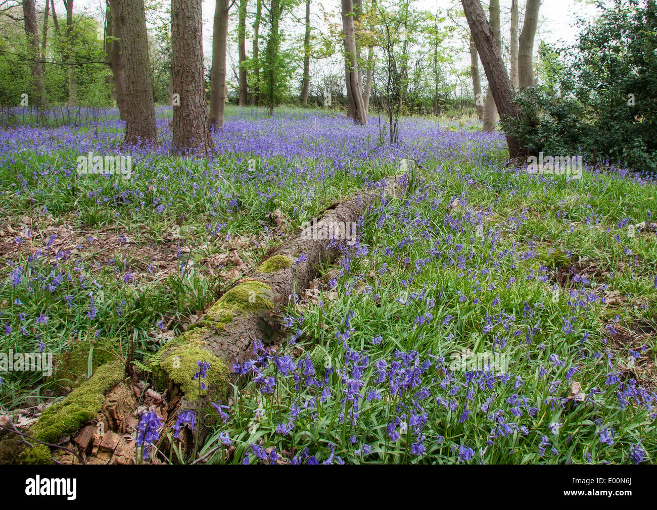 Springtime scenery hi-res stock photography and images - Alamy