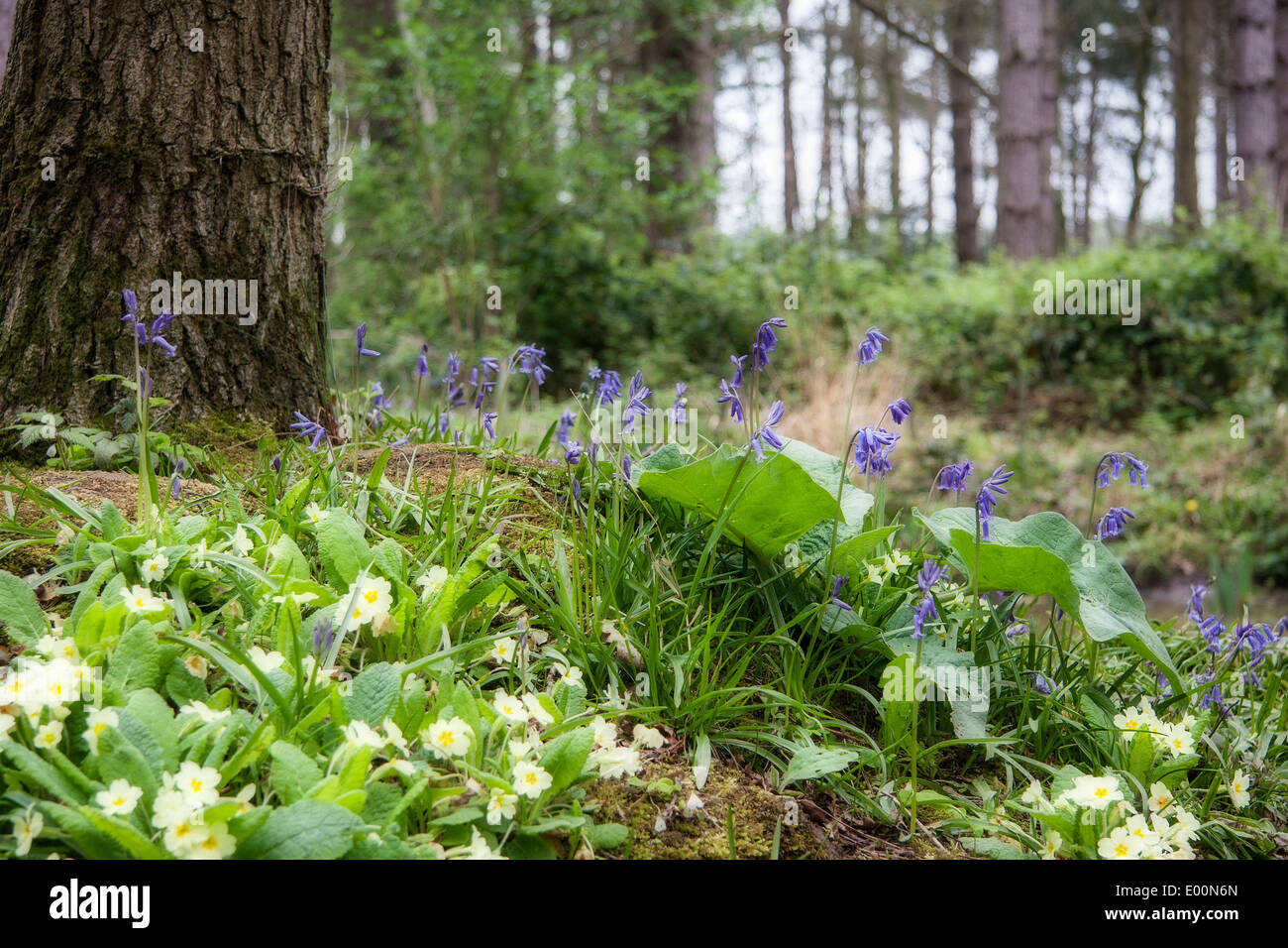 Springtime scenery hi-res stock photography and images - Alamy
