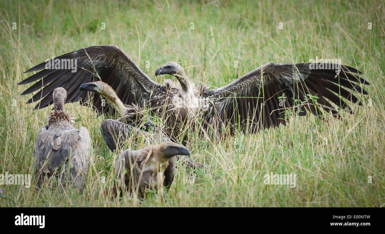 Large vulture lands and dominates the food supply Stock Photo - Alamy