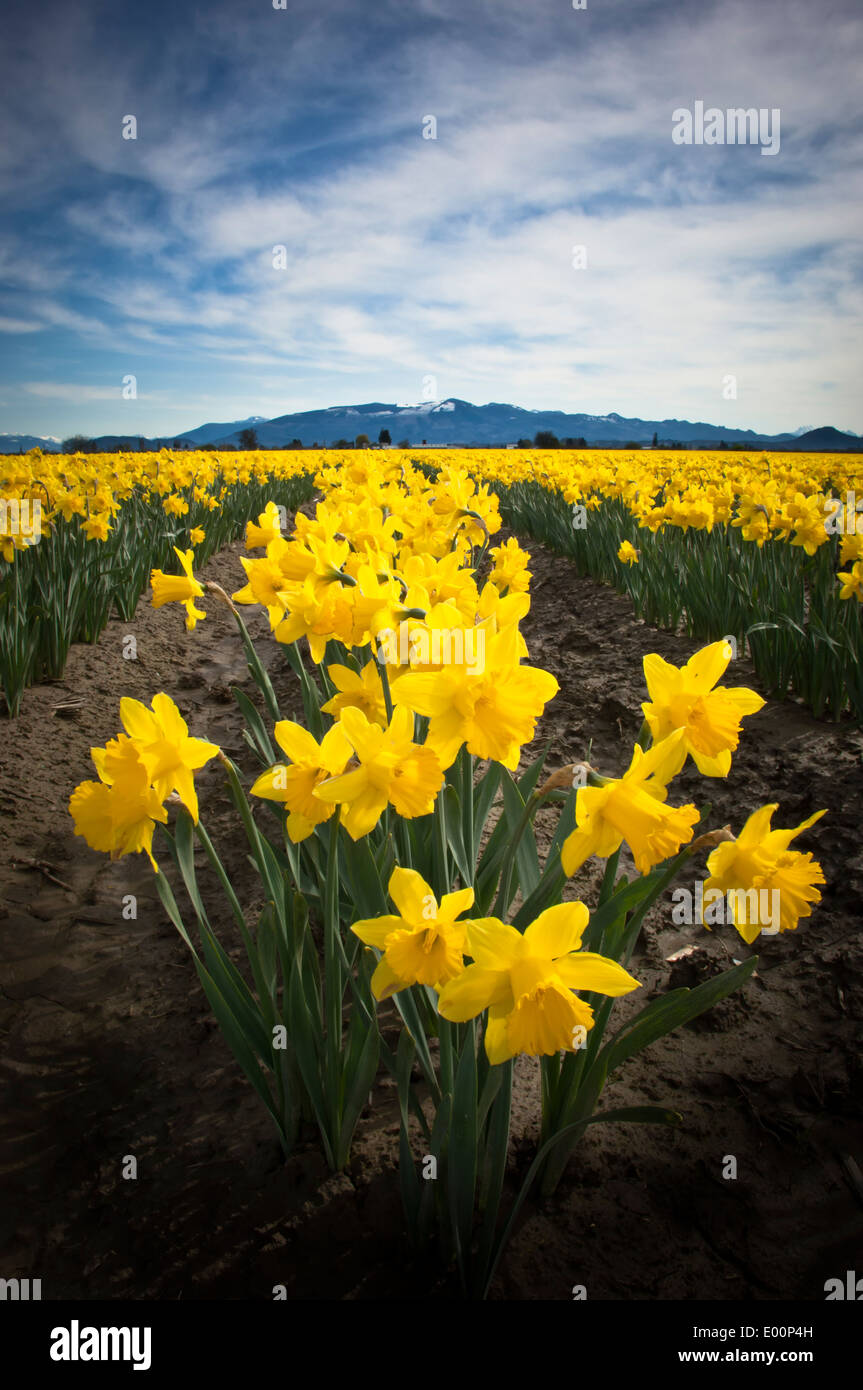 Daffodil valley hi-res stock photography and images - Alamy