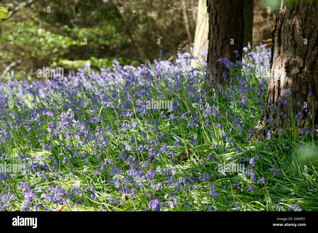 Bluebells flowering in spring hi-res stock photography and images - Alamy