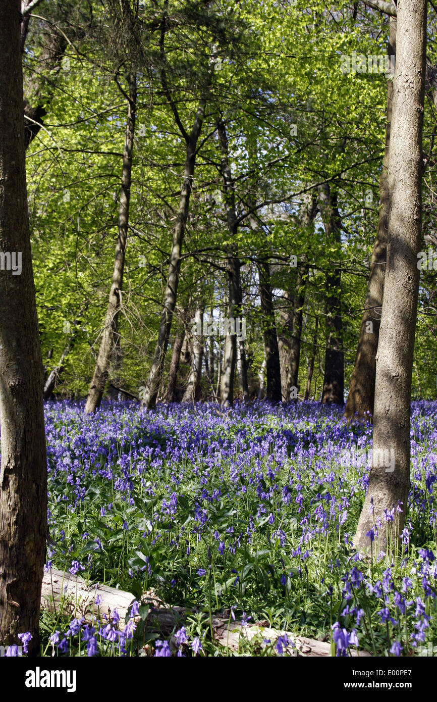 Spring Bluebells flowering in The Chantries Woods near Guildford in ...