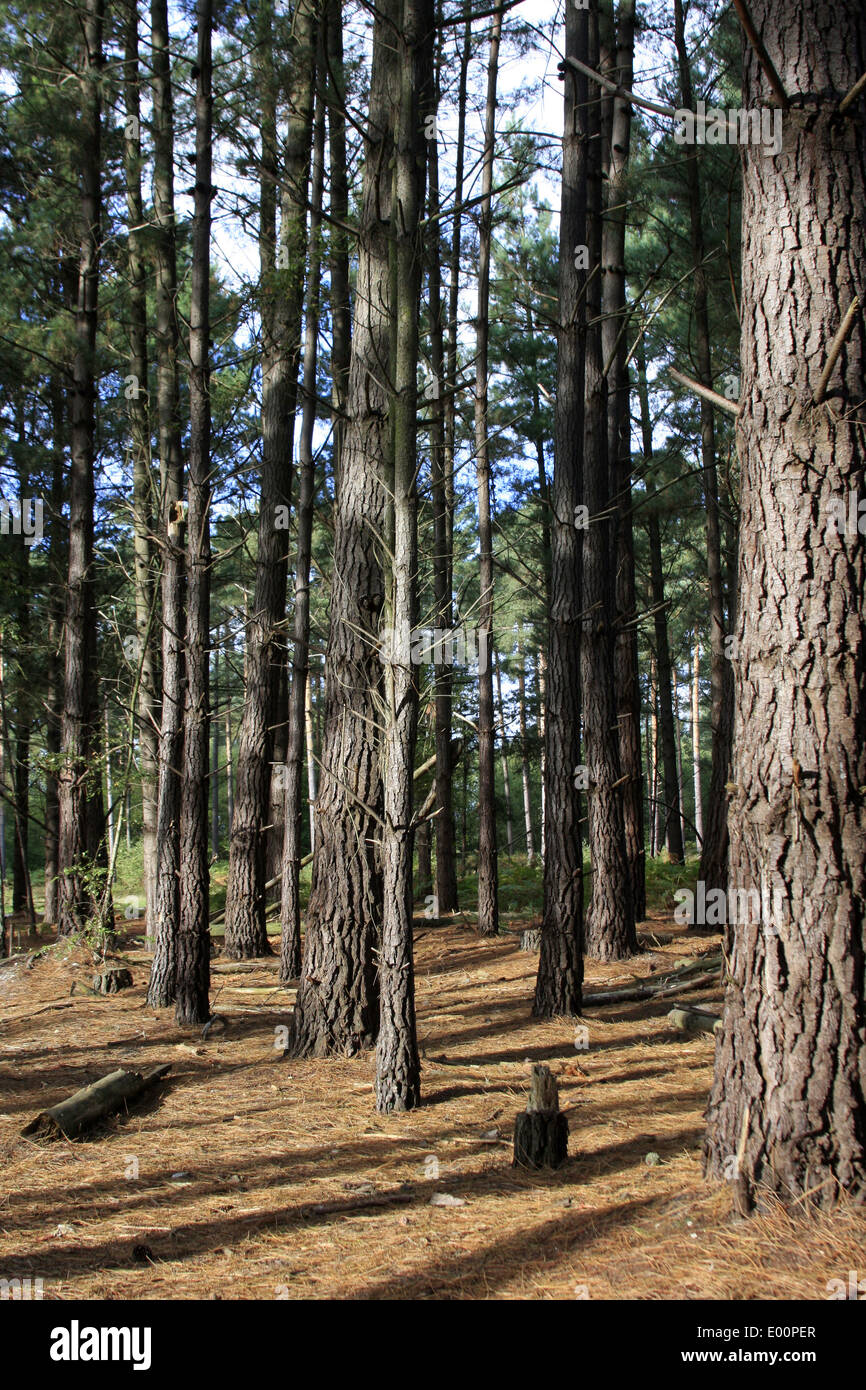 Bourne woods surrey hi-res stock photography and images - Alamy