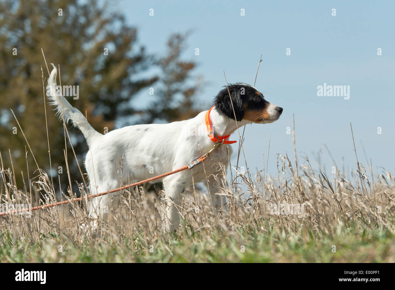 English pointer puppy hi-res stock photography and images - Alamy