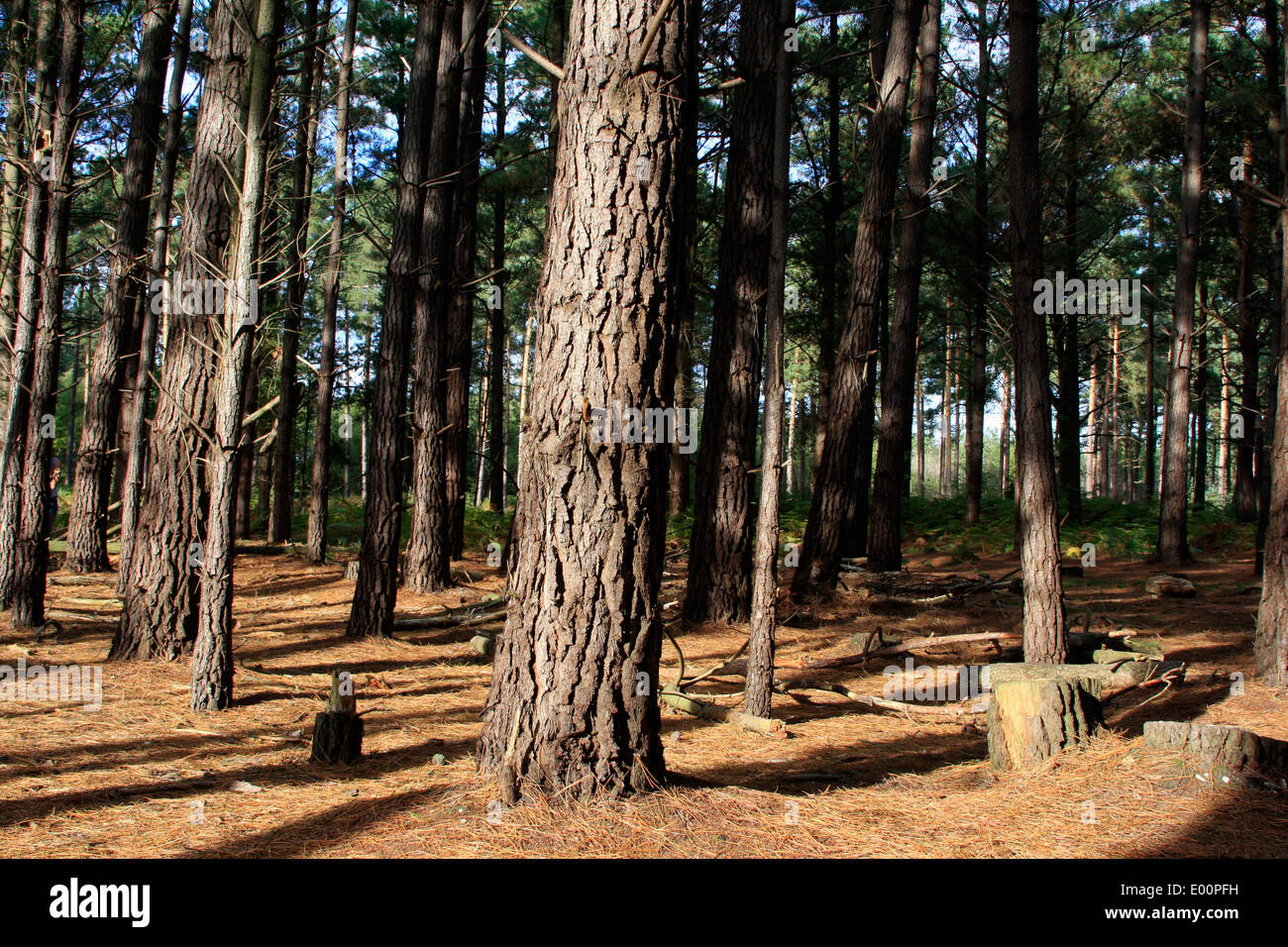 Bourne woods hi-res stock photography and images - Alamy