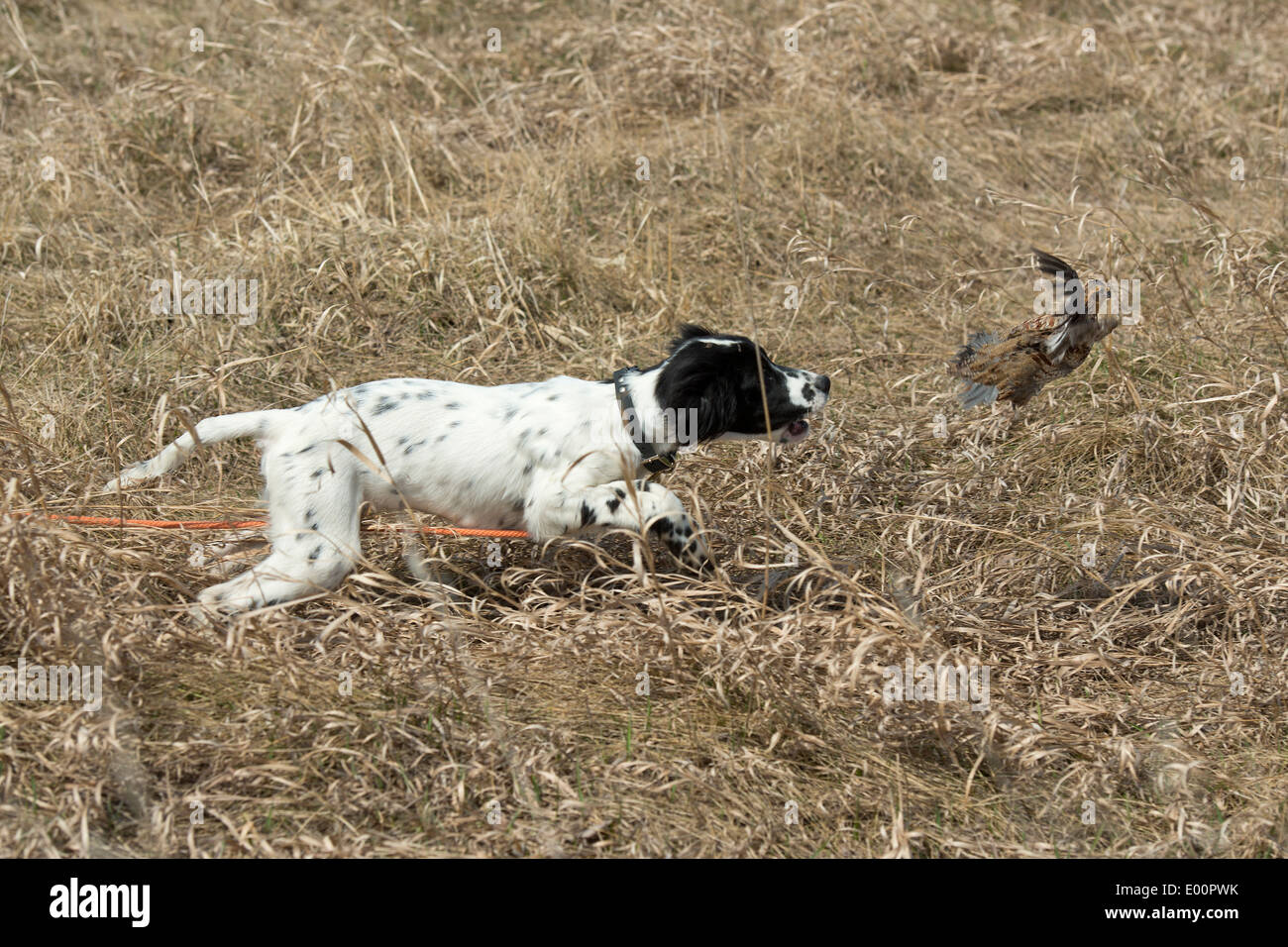 Setter Pointing Pheasant High Resolution Stock Photography and Images ...