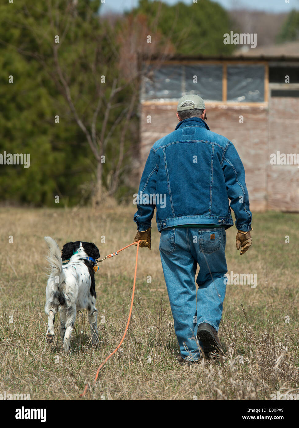 English Setter hunting dog Stock Photo - Alamy