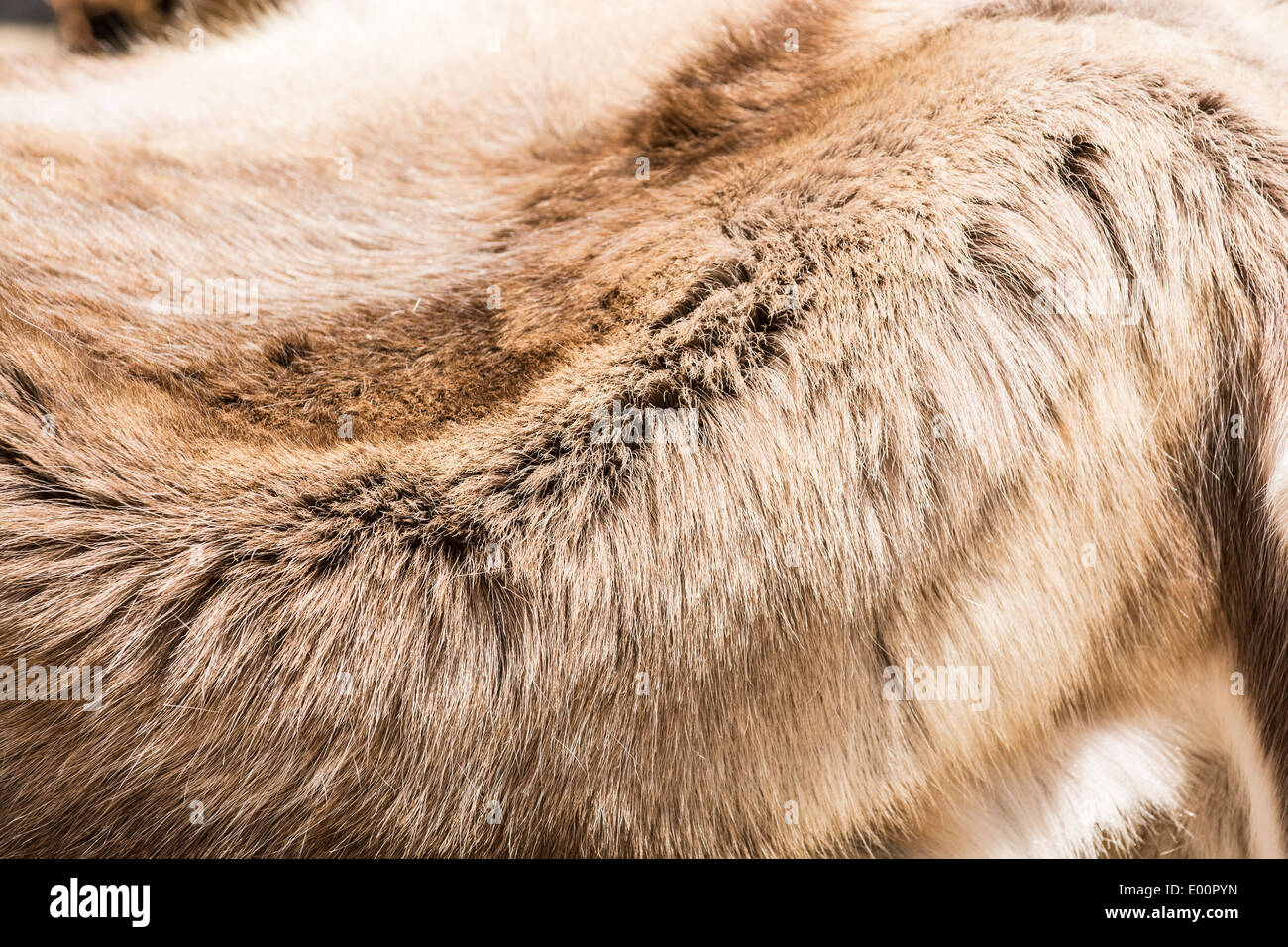 Fur pelt from the carcass of a dead animal Stock Photo - Alamy