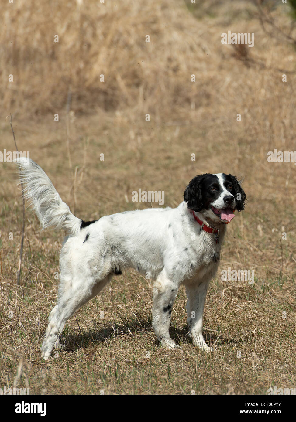 English Setter hunting dog Stock Photo - Alamy