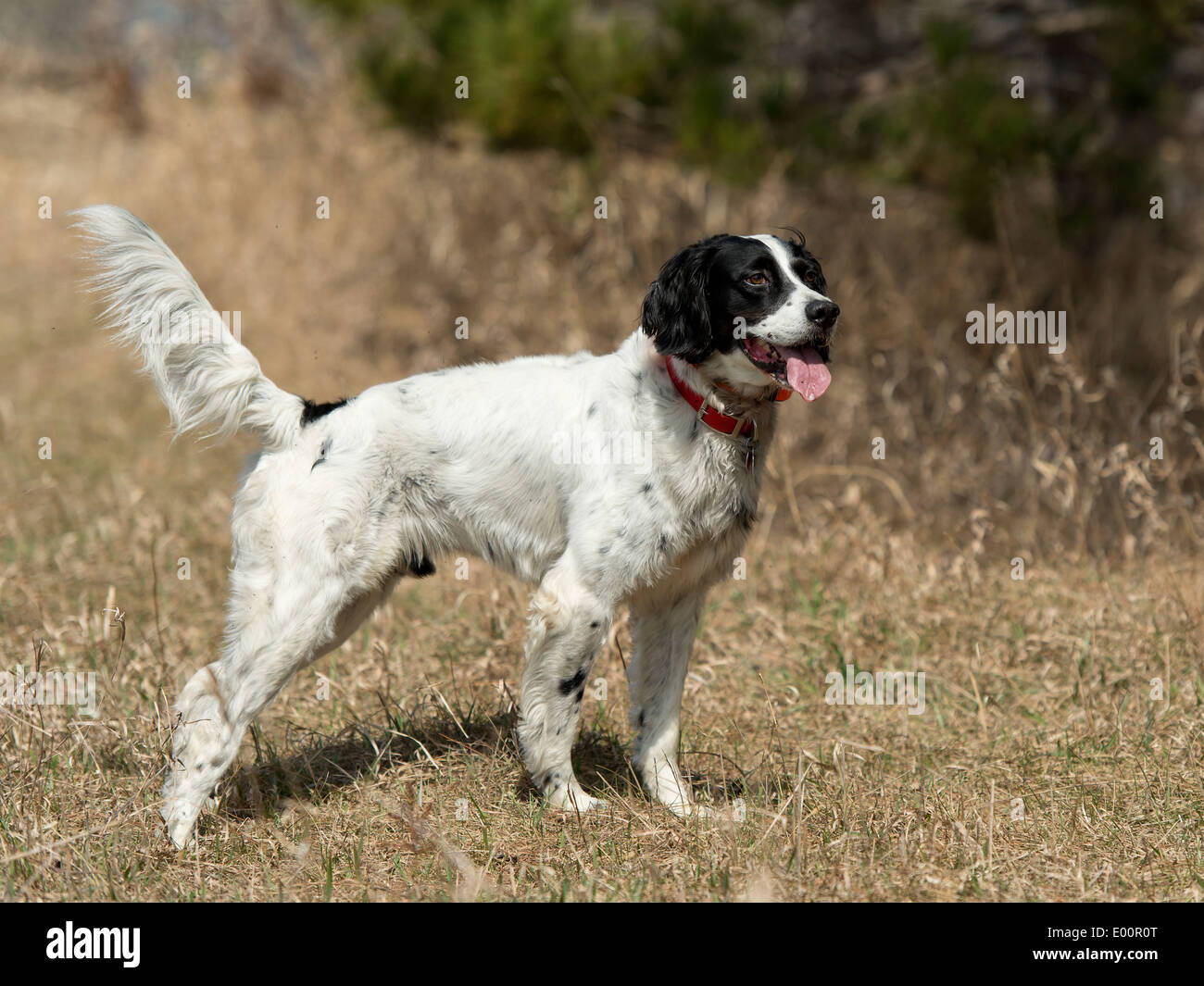 Hunting Dog on Point Stock Photo - Alamy