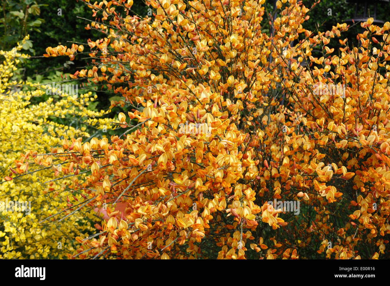 Plant cytisus shrub hi-res stock photography and images - Alamy
