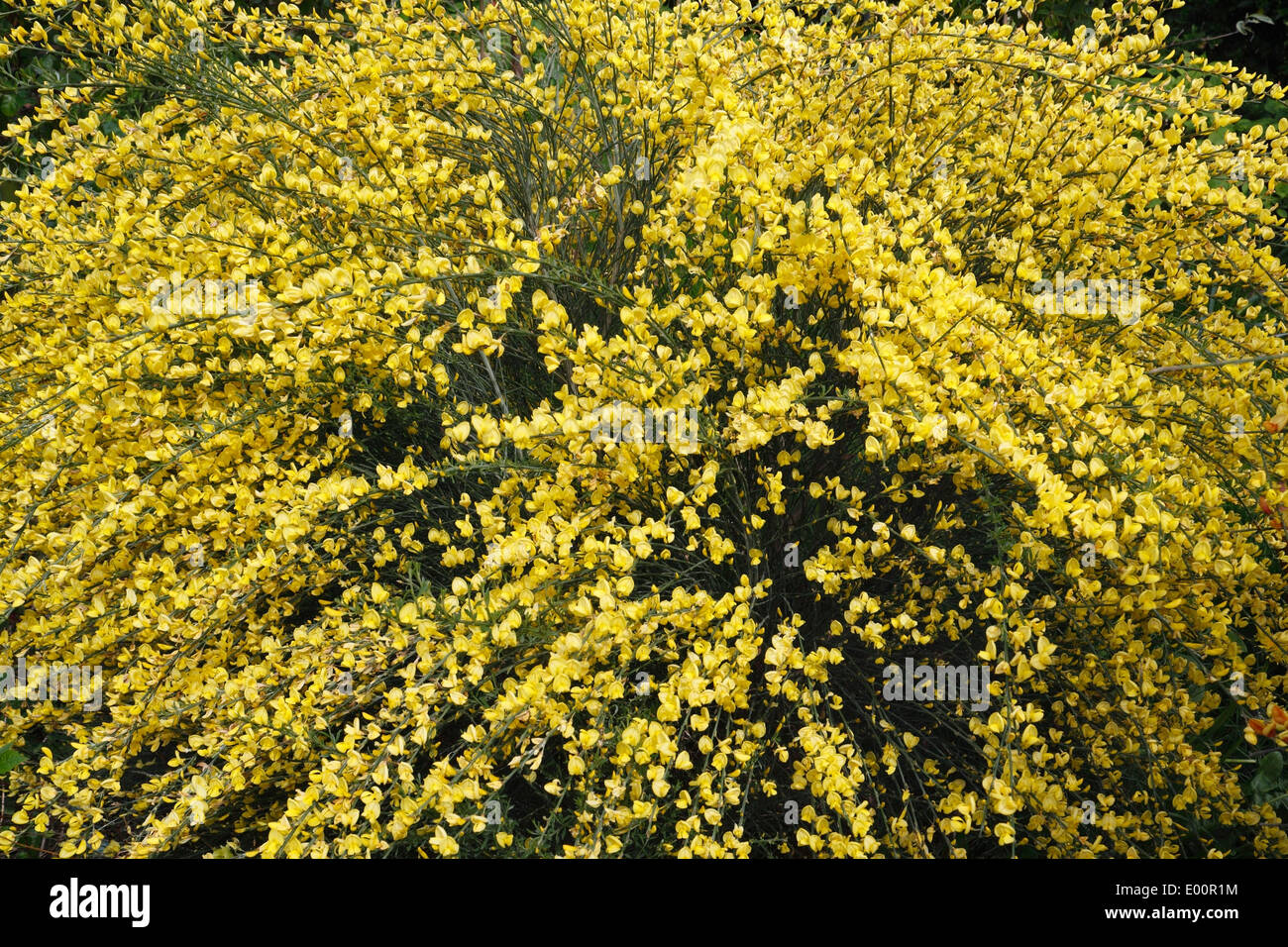 Yellow broom hi-res stock photography and images - Alamy