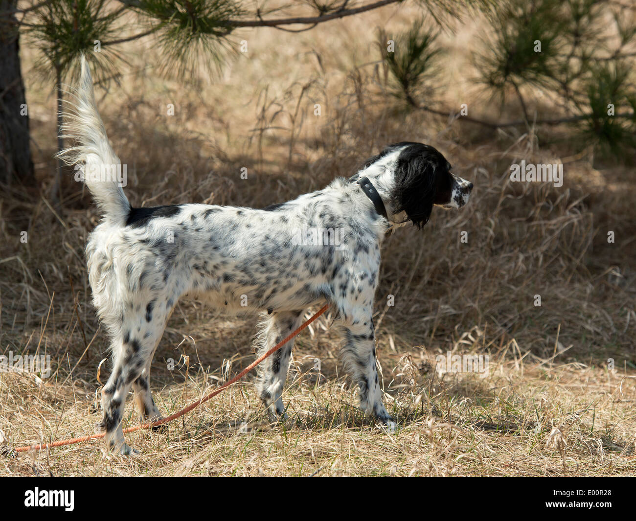 Hunting Dog on Point Stock Photo - Alamy