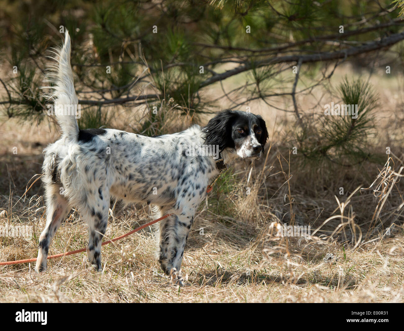 English Setter On Point Hunting High Resolution Stock Photography and ...