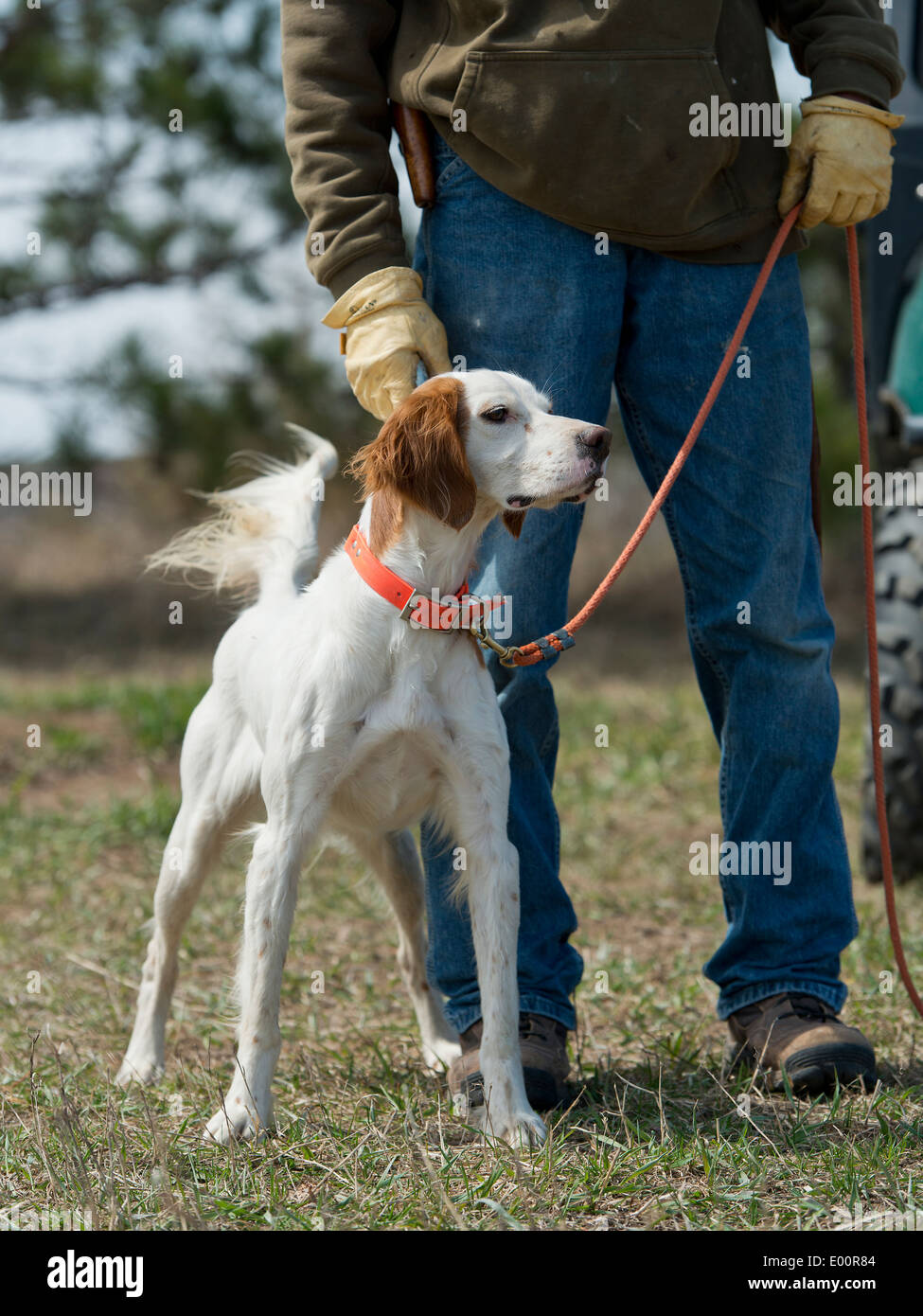 English Setter hunting dog Stock Photo - Alamy