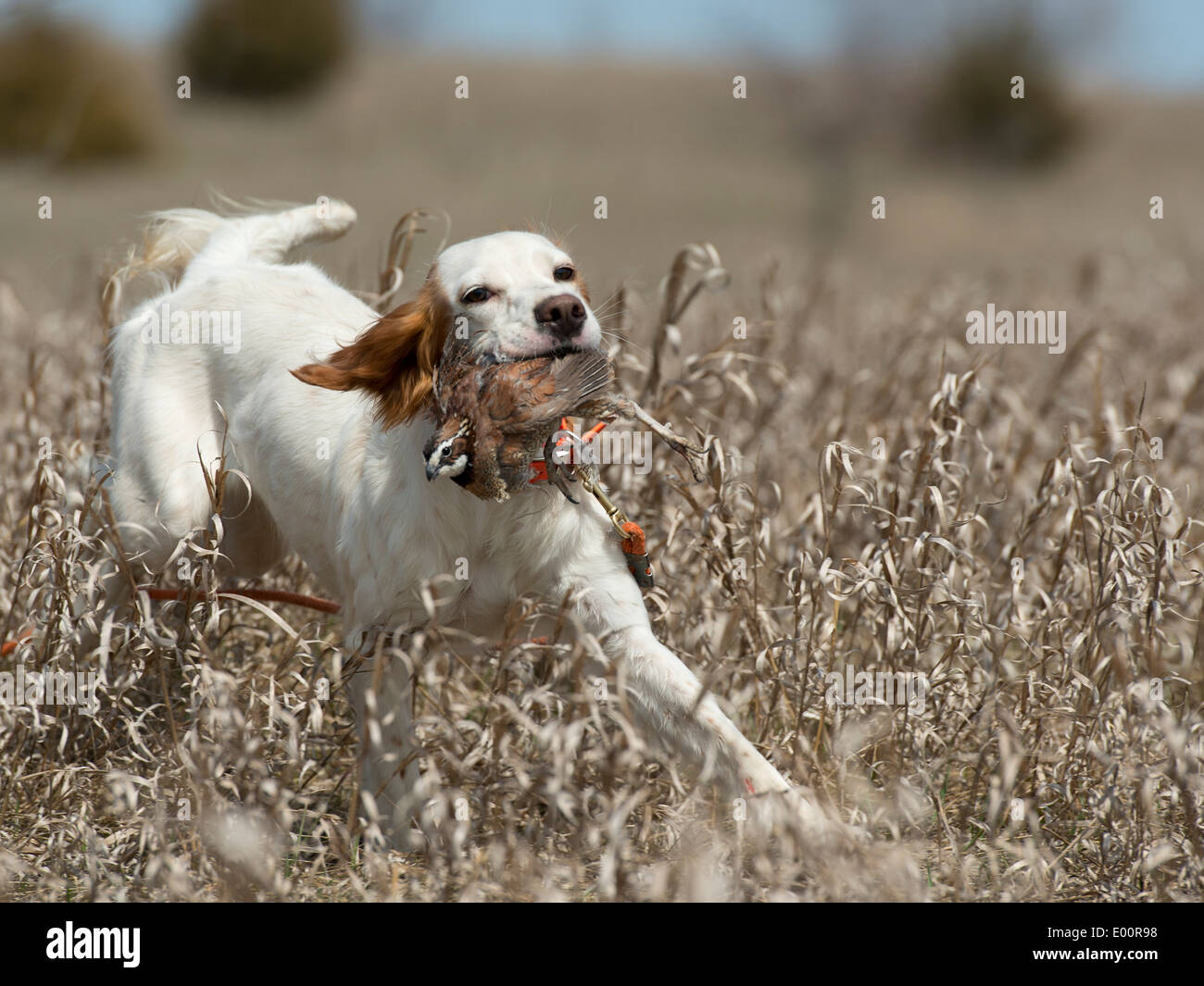 Bird dog hi-res stock photography and images - Alamy